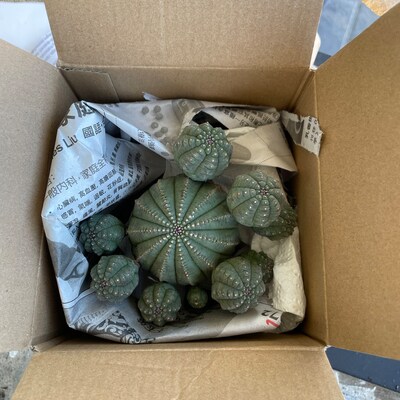 Euphorbia Obesa Hybrids Clusters Rare Plant Live Plant - Etsy