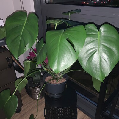 Monstera Deliciosa Tropical Split Leaf Plant 6 Inch Pot Indoor ...
