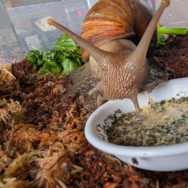 Land Snail Substrate, Coco-coir, Prepared and Ready to Use - Etsy