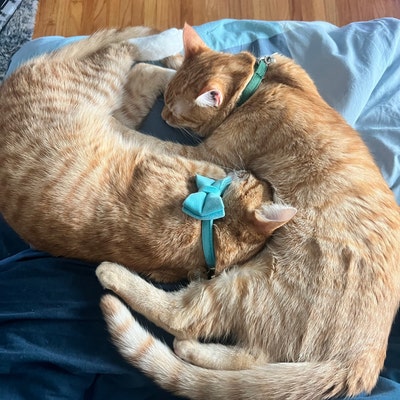 Breakaway Greensageforest Velvet Cat Collar Bowtie Leash Set ...