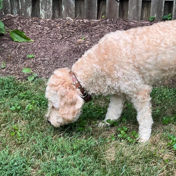 Aged Leather Belt Studded. Skull Loop Design. 2 Inches Wide. BLACK - Etsy