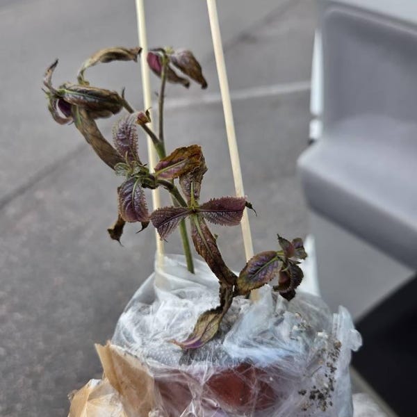 Ash Gourd Plant in 4 Inch Pot, Live Long Winter Melon Plants Potted ...