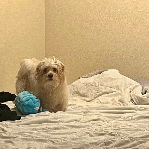 Colon Plushie You Move Me I Heart Guts | Organ Stuffed Toy Pillow ...