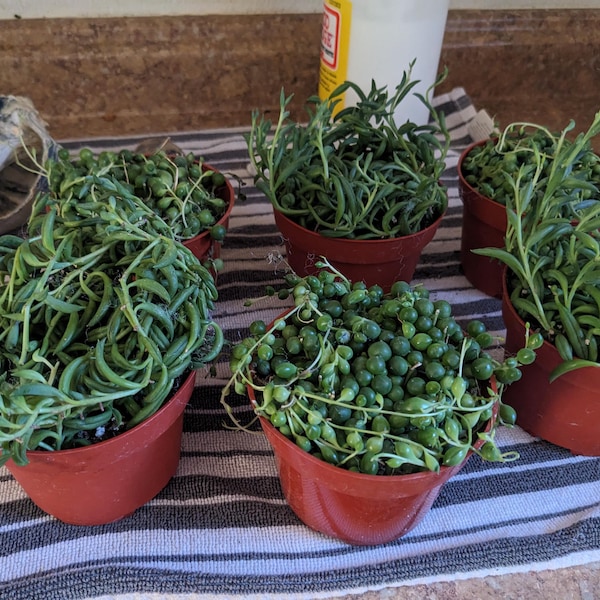Sedum Dasyphyllum Major Blue Tears Sedum Live Succulent Plants 2" 4” 6 ...