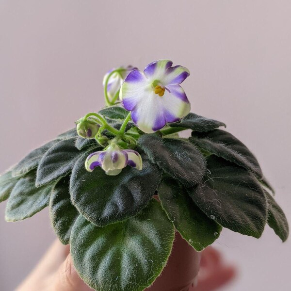 Very Rare 'leaf Chimera Rob's Lucky Penny' African Violet Miniature ...