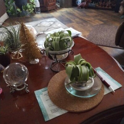 Neglecta Mini Air Plants Tillandsia, Air Plant, Indoor Plant, House ...