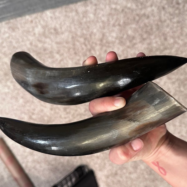 Steer Horn Pair (one Pair Only) Polished Cow Horns Bull Western Decor ...