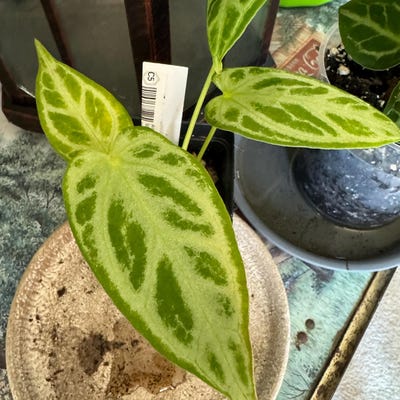 Anthurium Papillilaminum red Stem luxurians preorder 6108P:G Us-based ...