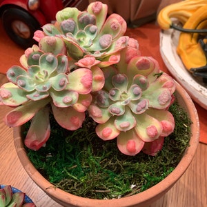 Rare Succulent Echeveria Raindrops Frills - Etsy