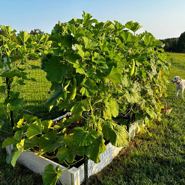 15 NAM TAO NGAM Hybrid Indian Bottle Gourd Seedsi; Long Lauki, Doodhi ...