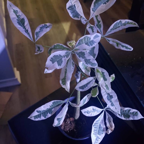 Variegated Money Tree A1 | on Sale | Christina’s Garden - Etsy
