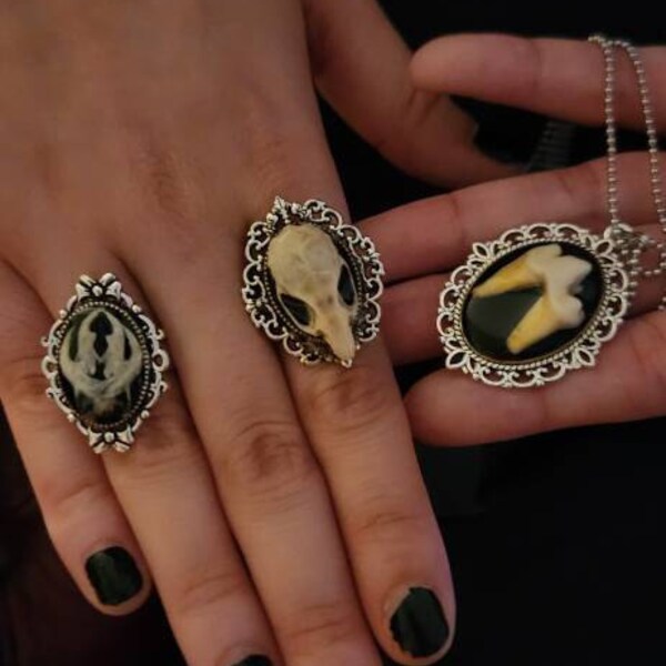 Real Skull Wild Animal, Degreased and Bleached Bone, Halloween Decor ...