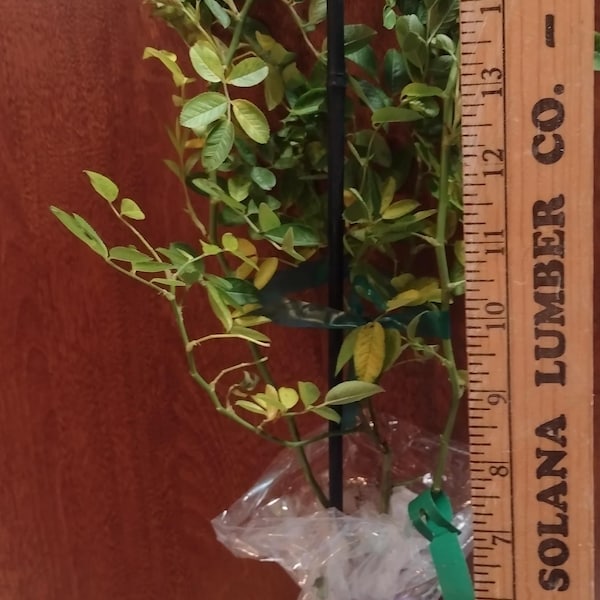 Daruma Dwarf Loropetalum ( Chinese Fringe ) - Live Plant - ( 1 QT ) - Etsy