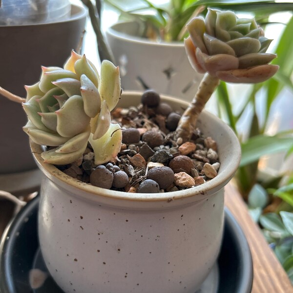 Rare Dudleya Farinosa Cluster Old Trunk Live Rooted , Get 2 Free ...