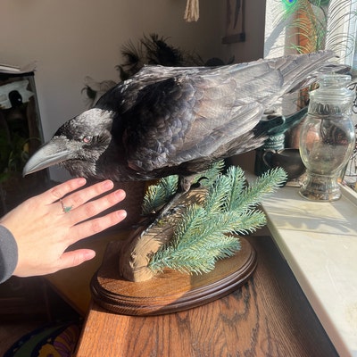 Silver Fox vulpes Vulpes Taxidermy Wall Mount Life Size - Etsy