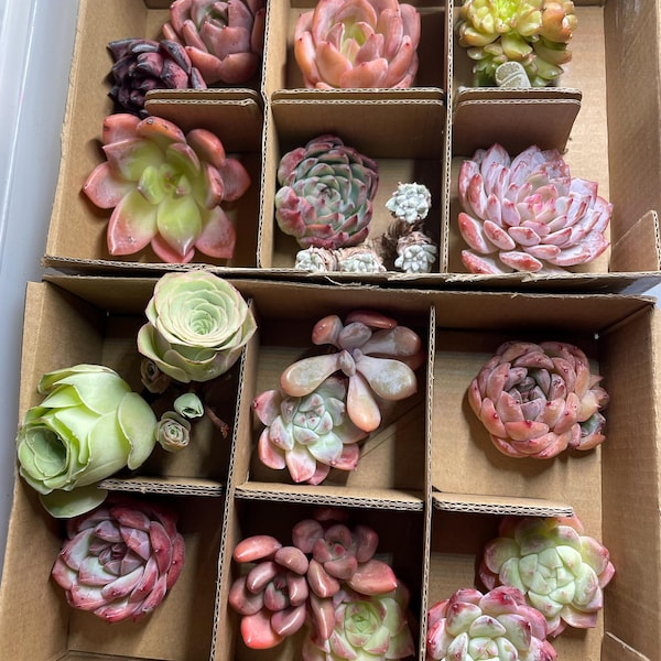 Succulents Master Random Bundle | 2-3" Bare Root Succulents | Roots ...
