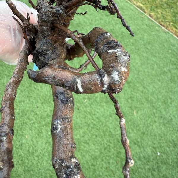 Pre-sale Flowering Plum Tree "biejiao Wan Shui" /别角晚水 Bare Root. Ship ...