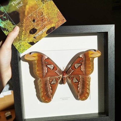 Alpine Black Swallowtail Spring Form Butterfly Frame - Etsy