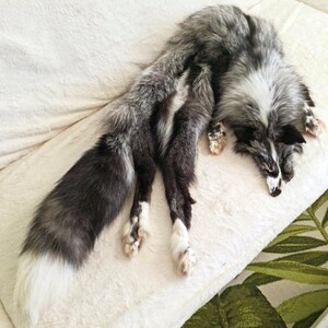 Finnish Silver Fox Furry Silver Fox Silver Fox Pelt Fox - Etsy