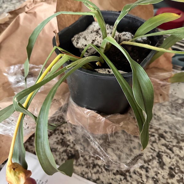 In 4 Inch Pot Rooted Siam Tulip Curcuma Alismatifolia With Bloom/ Ready ...