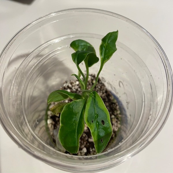 Variegated Money Tree (pachira Aquatica) - Etsy