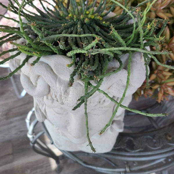 MEDUSA HEAD PLANTER (4 Color Option): Durable Stone Flower Pot Bust ...