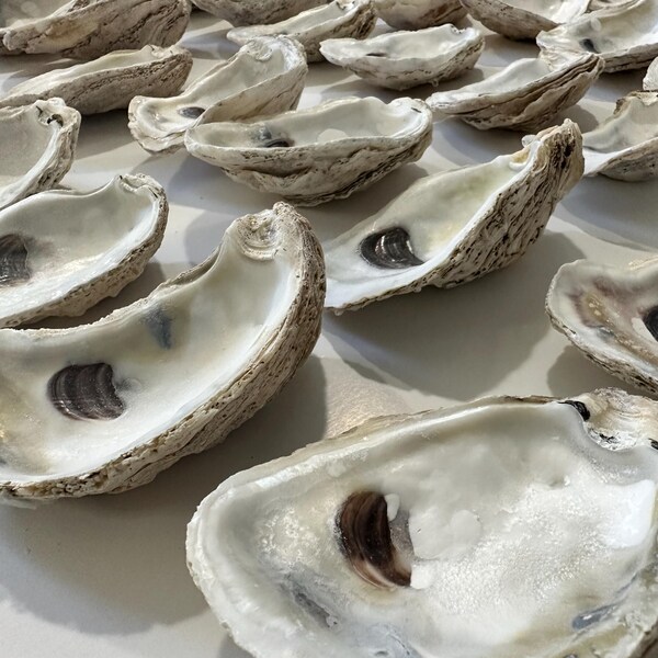 Oyster Shell Decoupage Kits - Etsy