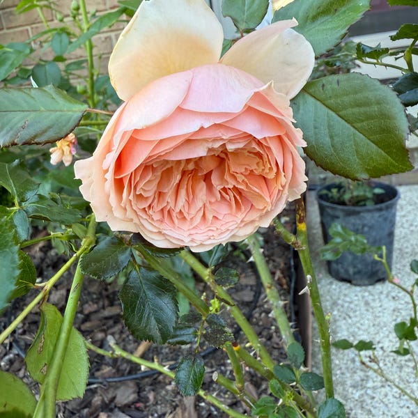 Victorian Secret | 维多利亚秘密 | Netherlands Florist Shrub Rose | Long ...