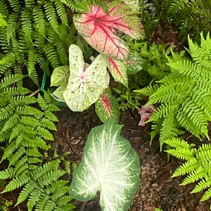 Caladium Buck 5 Tubers Tropical Look, Thrives in Heat and Humidity - Etsy