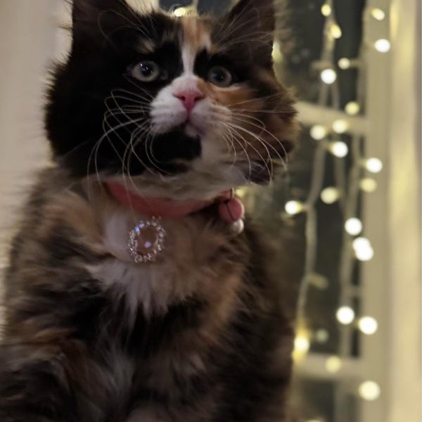 Princess Cat Collar. Rhinestone Cat Collar,pink Velvet Dog Collar ...