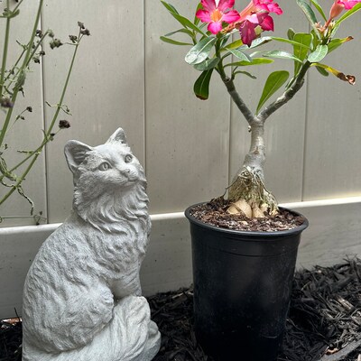 Toadstool Concrete Birds Bath Statue Massive Birds Bath Figure Outdoor ...