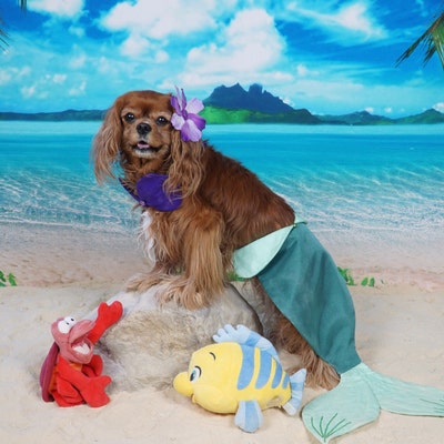 Little Mermaid Dog Costume, Dog Little Mermaid Halloween Costume ...