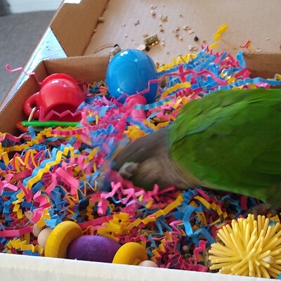 Macaw Ladder Large Bird Toy - Etsy