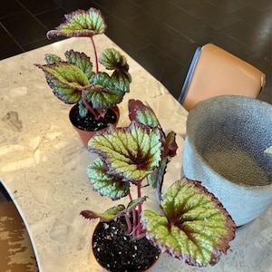 Actual Plant RARE Variegated Alocasia frydek Albo Mint Hybrid Sport ...