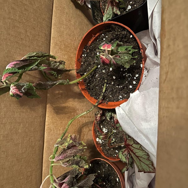 Kei Yoki African Violet Starter Plant (ALL PLANTS Require You to ...