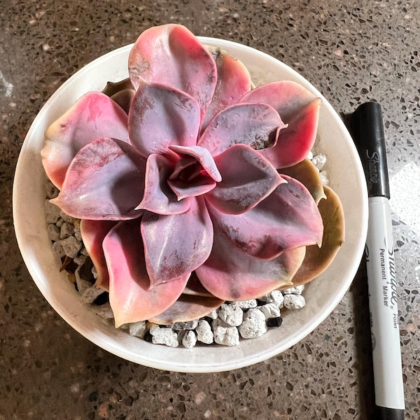 Mix Rare Live Succulent Plants Advanced Level Blind Box, 2-3.5" Random ...