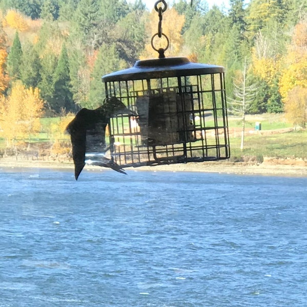 Gilwood Slot Box Bluebird House - Etsy