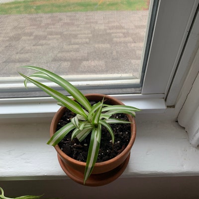 Spider Plant, Chlorophytum Comosum, Limited, in a 2 Inch Pot Tiny Mini ...