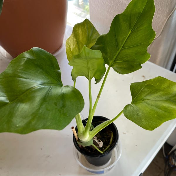 PHILODENDRON SUBINCISUM Huge CUTTING Aka Wilson Wilsonii Ee Not ...