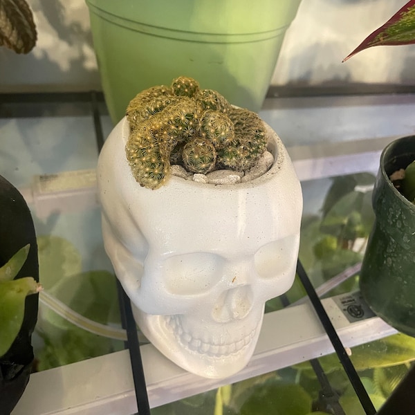 Brain Cactus Skull Succulent Arrangement - Etsy