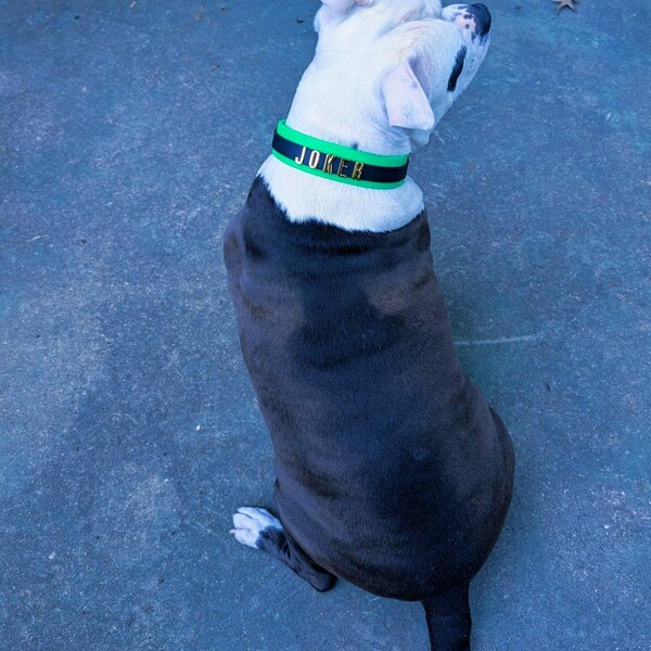 Wide Spiked Skull Collar, Custom Waterproof Biothane, Gothic Crossbones ...