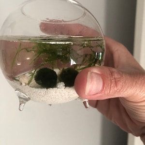 Small Zen Nano Java Moss Ball Terrarium Kit for Office Desk - Etsy