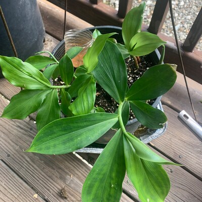 Tua Tua jatropha Gossypiifolia Tea Servings & Loose Herb Sale - Etsy