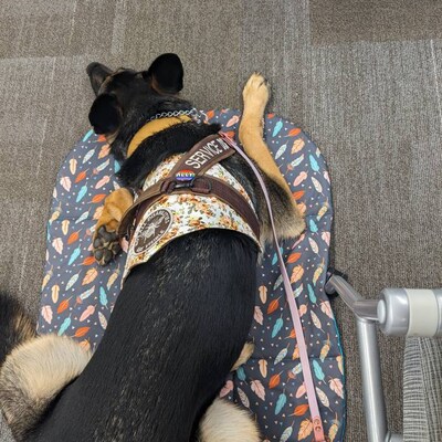 Travel Mat for a Dog, Outdoor Dog Mat, Roll up Dog Mat, Personalized ...