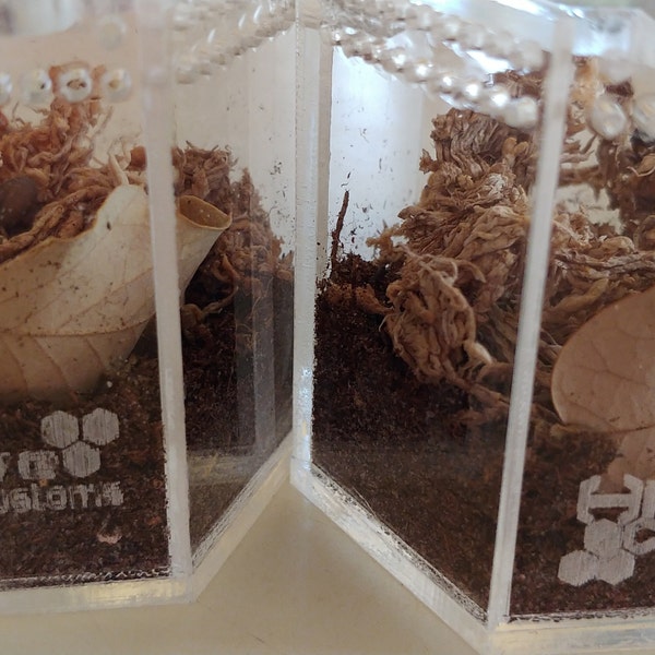 The Hive. Large Spider Cage, Bug Cage, Custom Enclosures, Hive Customs ...