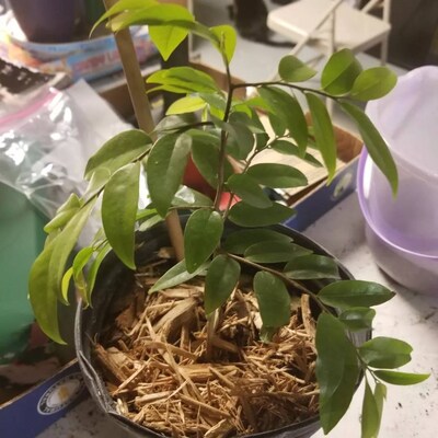 Cinnamon Apple pouteria Hypoglauca/glomerata Plant in 1 Gallon Nursery ...