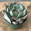 Echeveria Orion Live Rooted Succulent Plant - Etsy