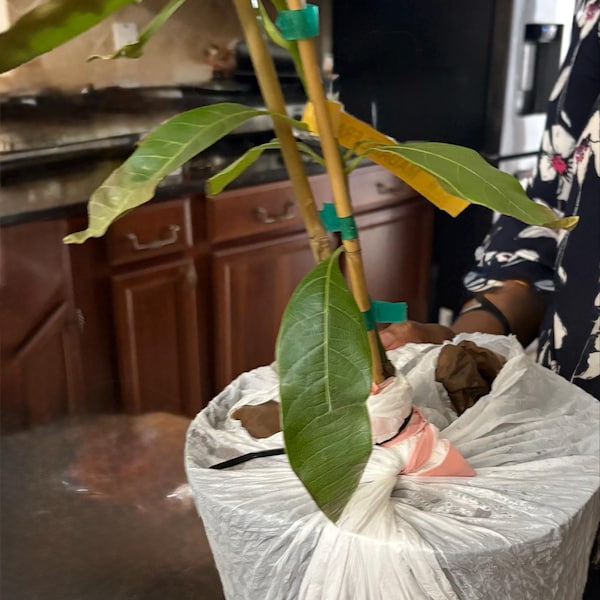 Julie Dwarf (juliette) Mango Tree GRAFTED 2-4 Ft Tall.ship to All ...