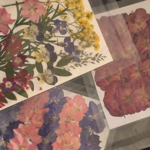 Real Dried Pressed Flowers Red Mini Rose 16 Pieces - Etsy