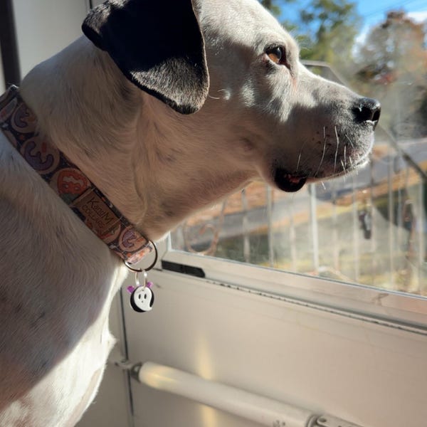Orange and White Checkered Dog Collar, Martingale or Flat Collar, Dog ...